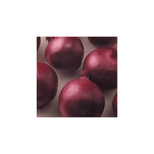 Onion Red Zepplin Hybrid Great Vegetable by Seed Kingdom 100 Seeds ...
