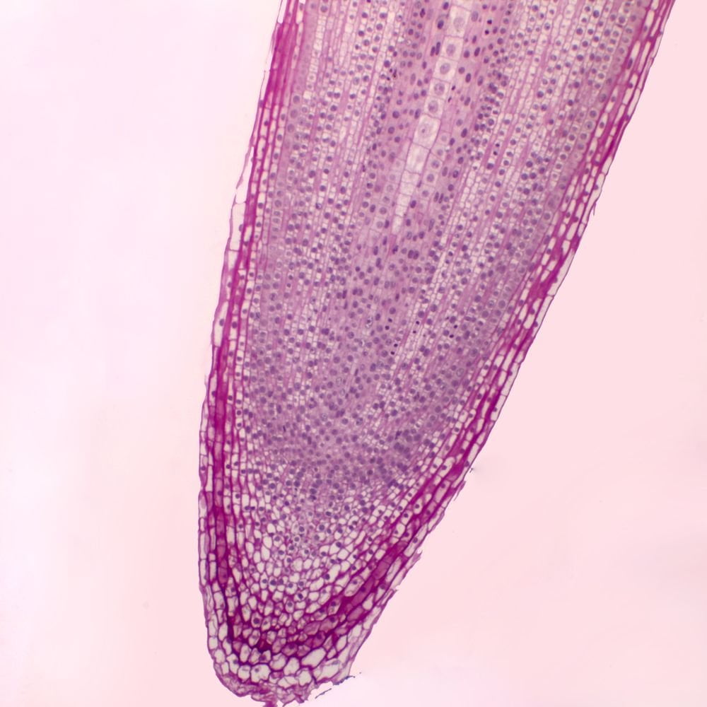 Onion Root Tip, L.S., Thin Microscope Slide, - Walmart.com