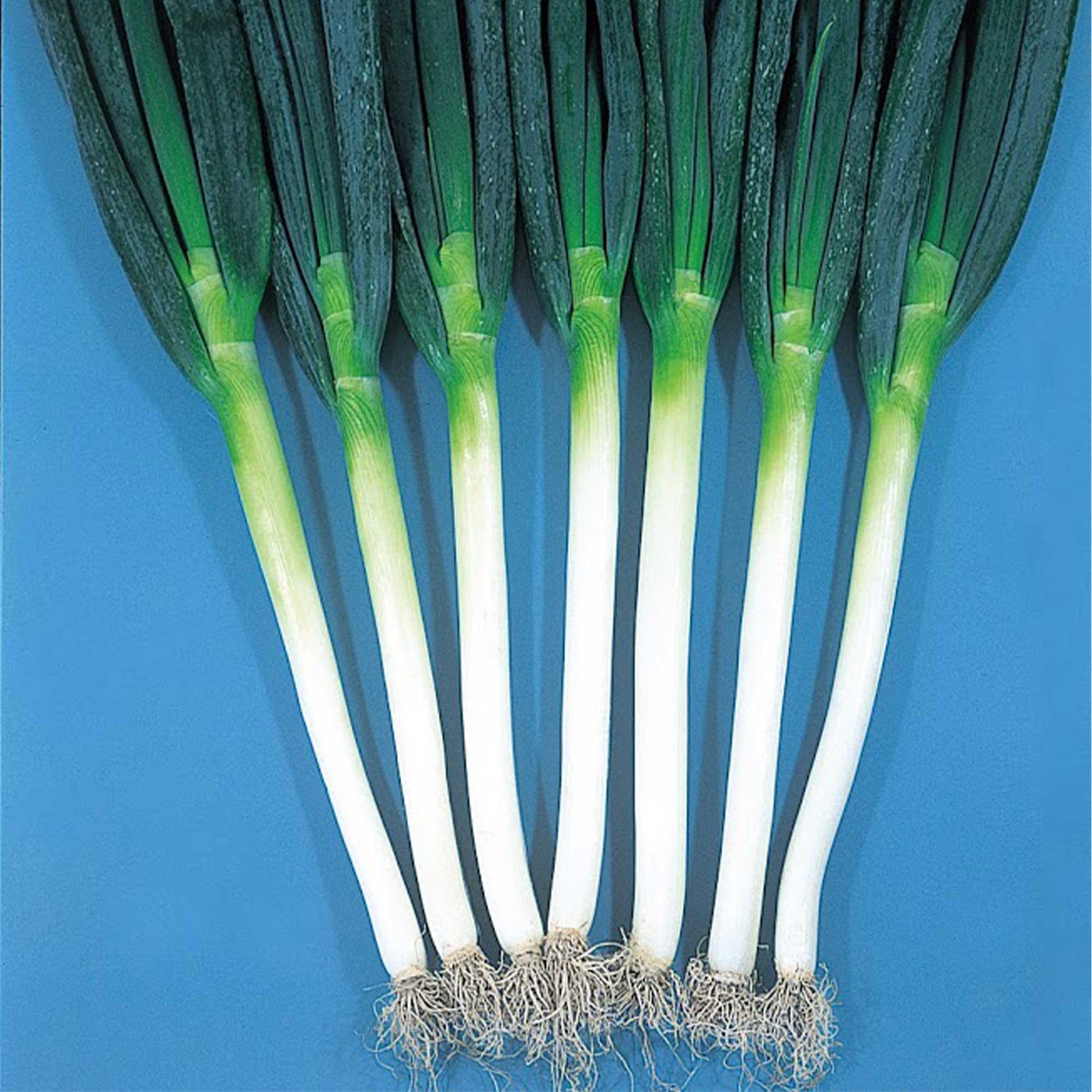 Tokyo Long White Bunching Onion Garden Seeds - 4 Oz - Non-GMO, Heirloom ...