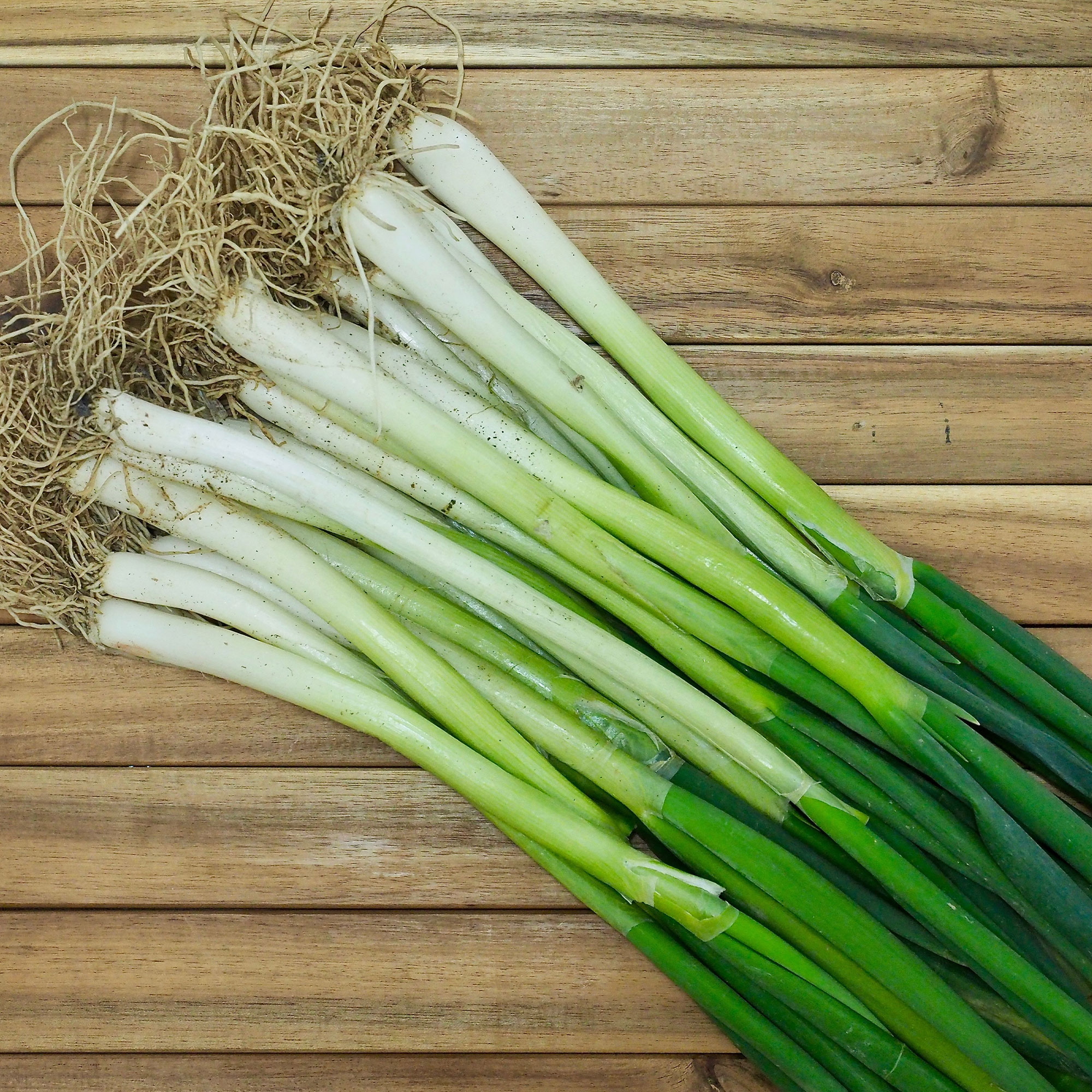 Earthcare Seeds - Bunching Onion Tokyo 300 Seeds (Allium Fistulosum ...