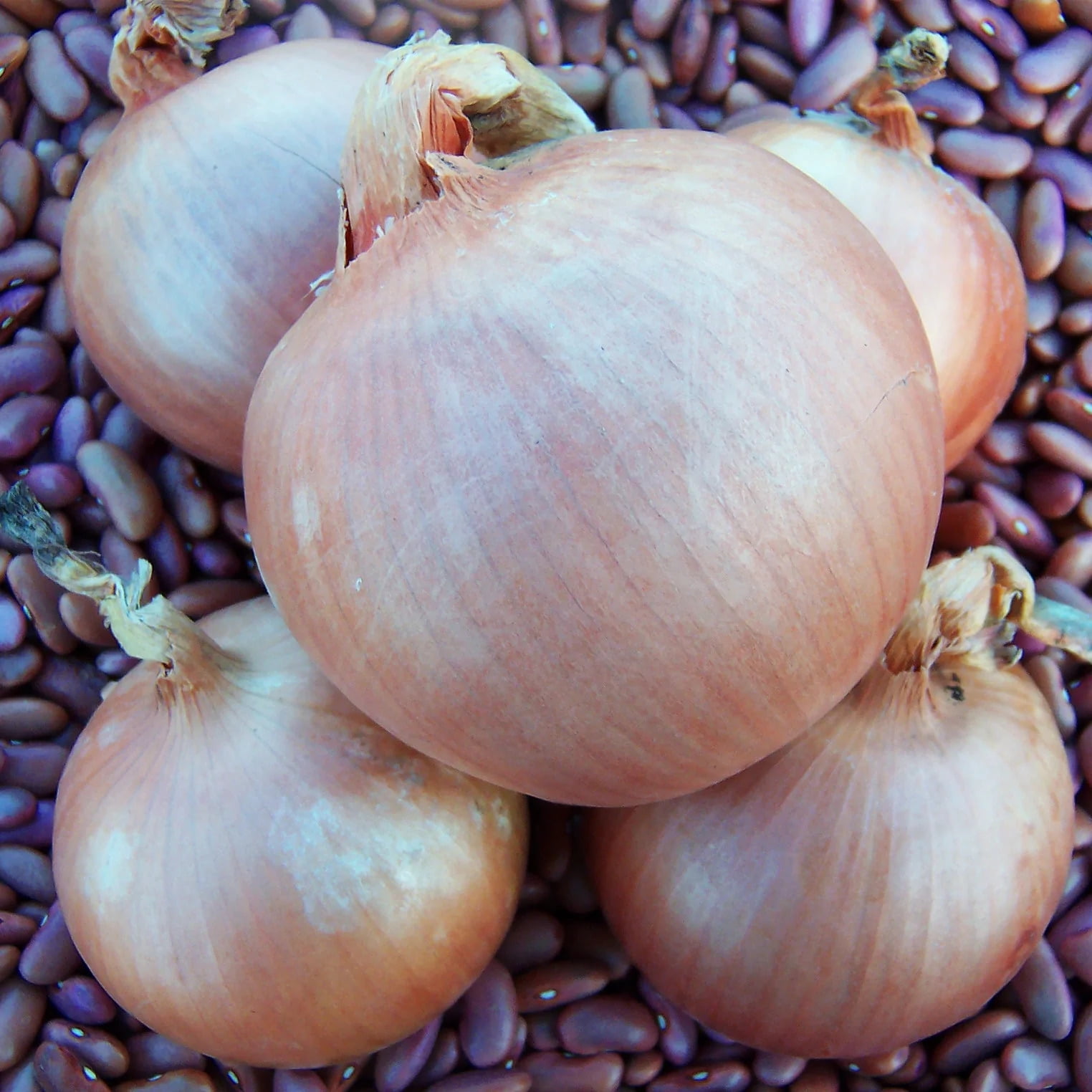 Onion Seeds - Sedona Organic Variety Onion Seeds - Non-GMO - 50 Seeds ...