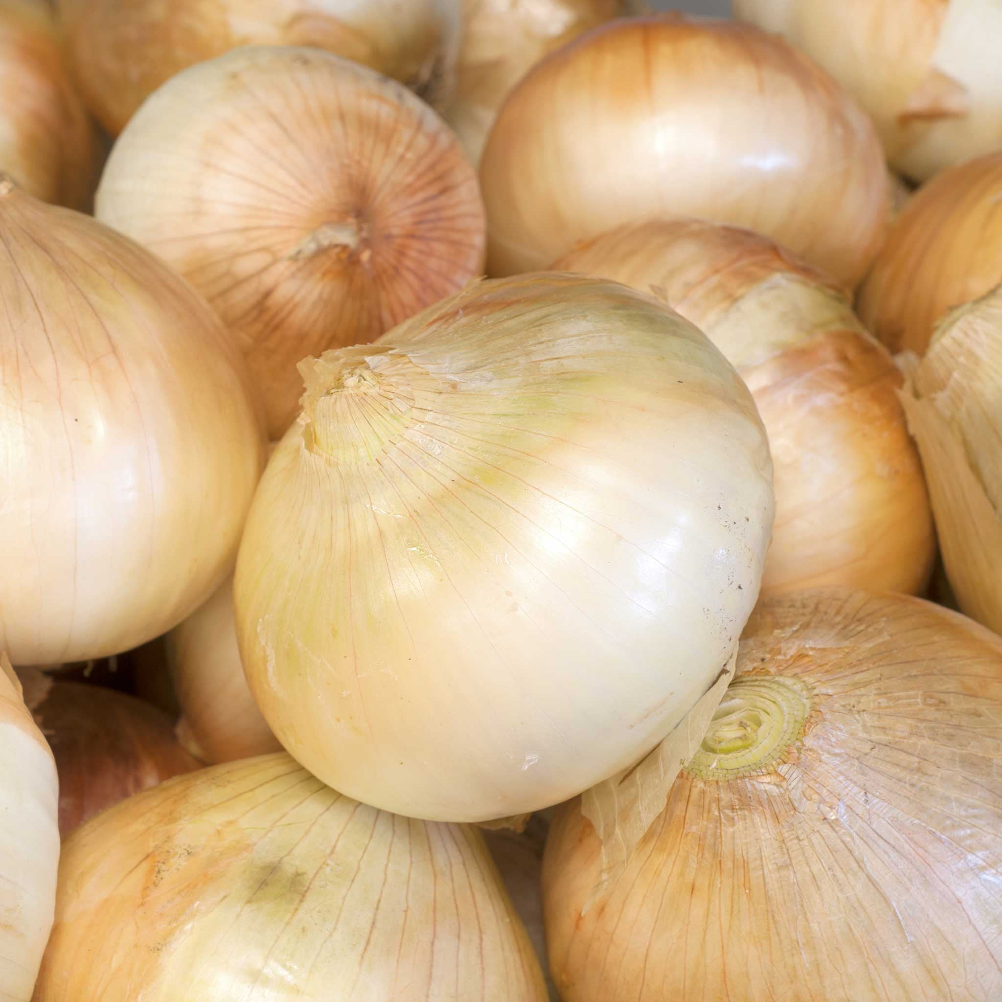 Onion Seeds - Walla Walla Sweet - Packet - Vegetable Seeds, Open ...