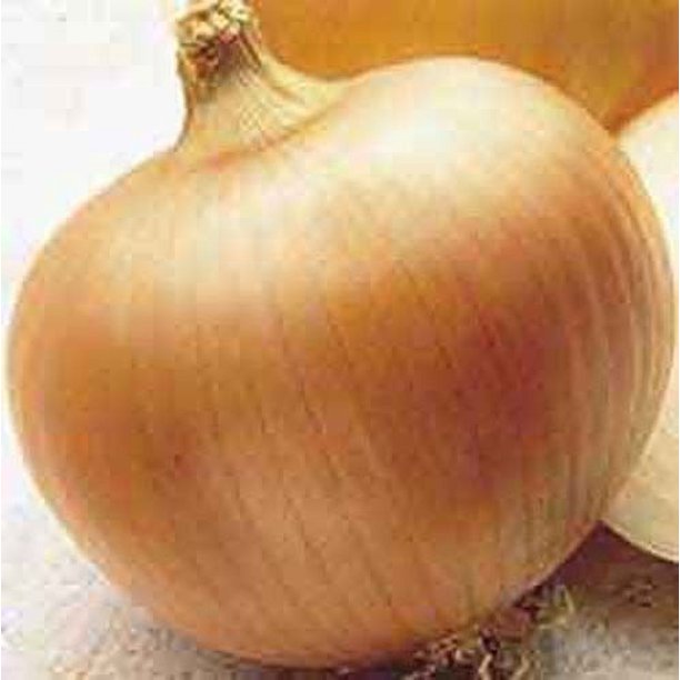 Onion Yellow Sweet Spanish BULK 5,000 Seeds Great Heirloom Vegetable ...