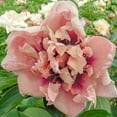 Oochigeas Itoh Peony Dormant Bare Root Flowering Perennial Starter ...