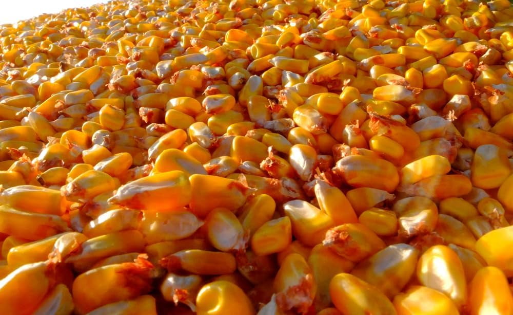 Open Pollinated Yellow Dent Corn Seeds for Planting (12 Ounces ...