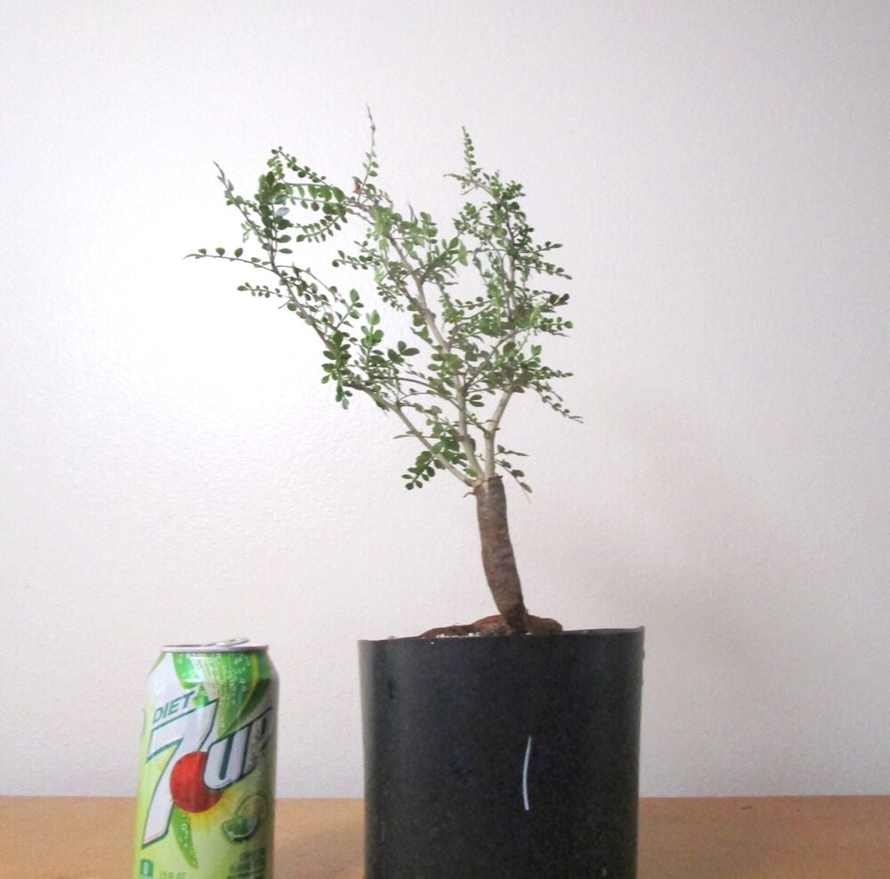 Operculicarya Decaryi Elephant Tree for shohin mame bonsai tree thick ...