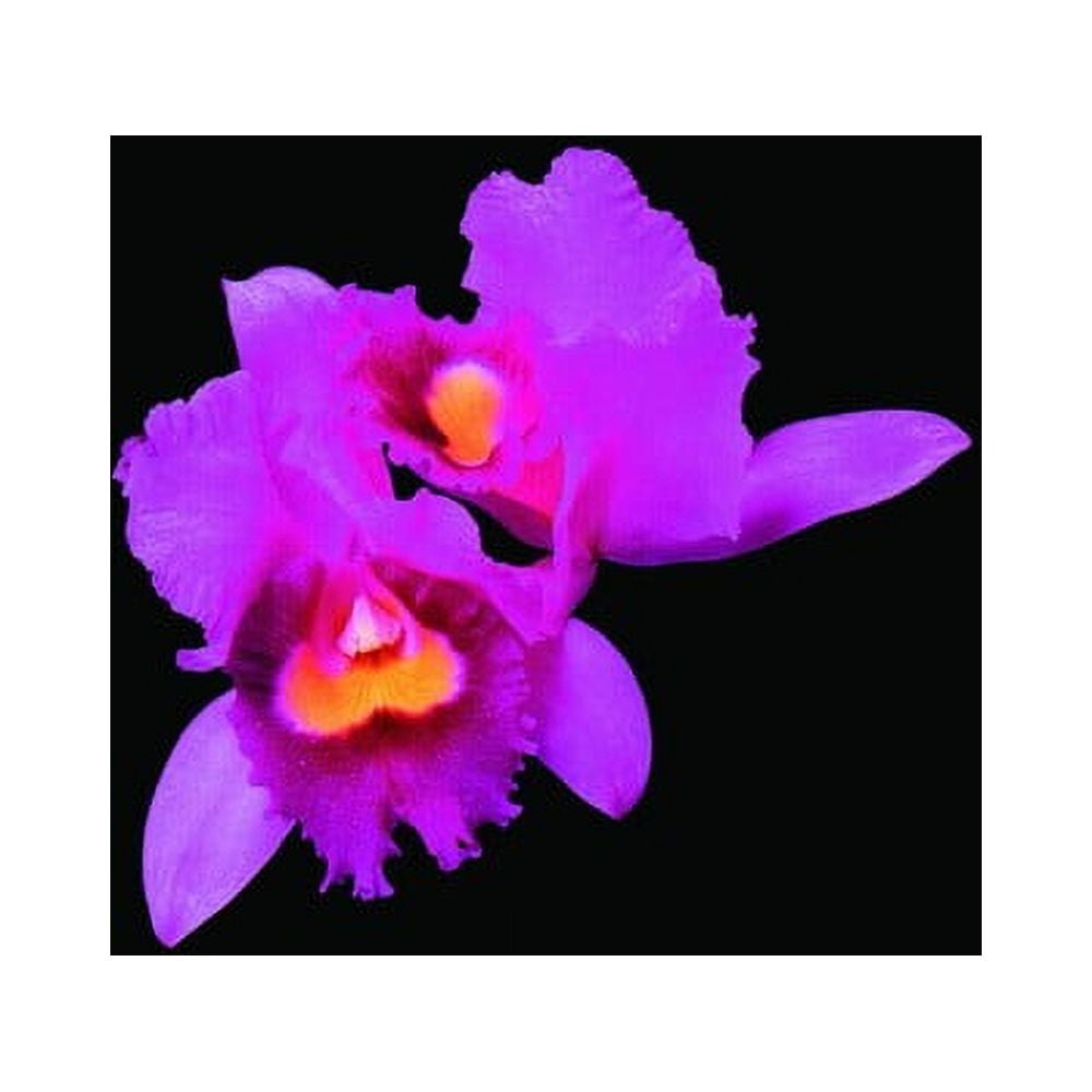 Opeth - Orchid - Music & Performance - CD - Walmart.com