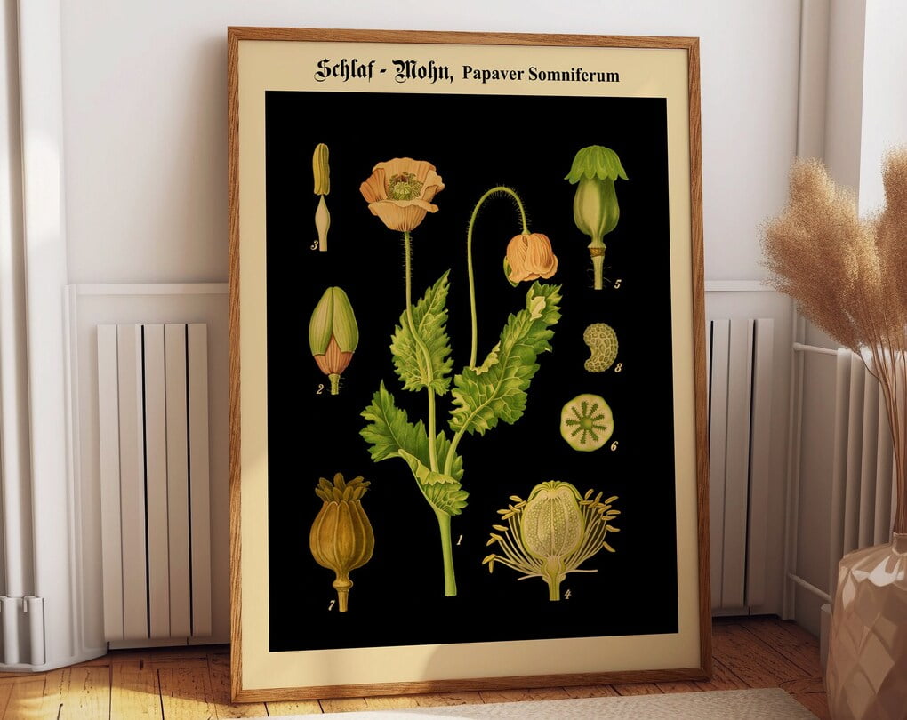 Opium Poppy Botanical Print Papaver Somniferum German Educational ...