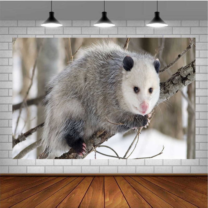 Opossum Backdrop Taspestry Wall Decor Banner Party Supplies Post ...