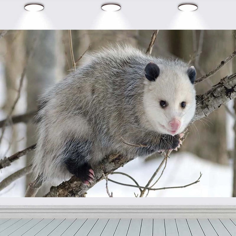 Opossum Party Supplies Backdrop Banner Poster Birthday Decorations ...