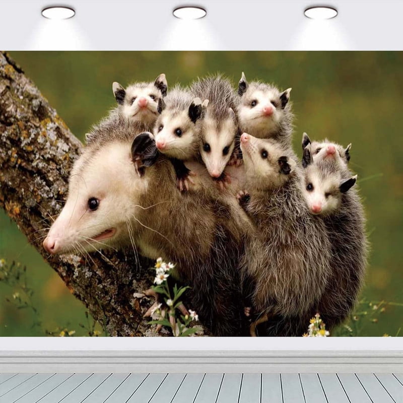 Opossum Party Supplies Taspestry Poster Banner Backdrop Background Wall ...