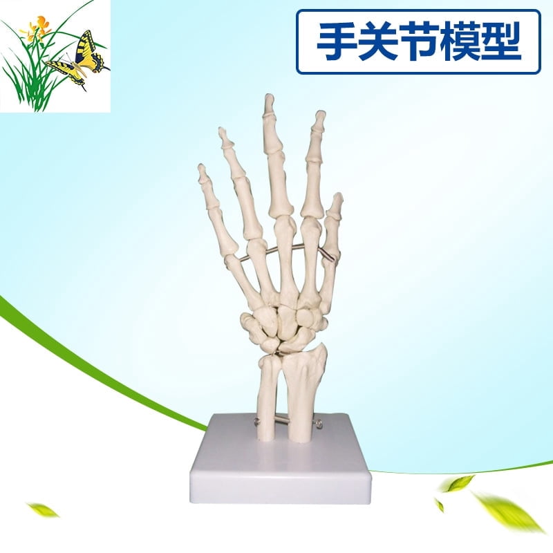 Opspring East buy Hand Skeleton Mode, Medical Anatomical Life-size ...