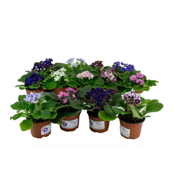 Optimara Live Indoor Small Bloom African Violet Variety Pack (4 ...