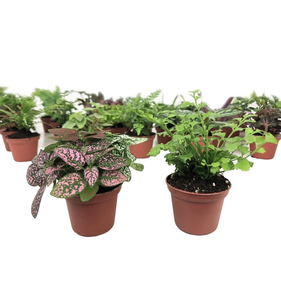 Optiflora, Live Plants, 2" Mini Assorted Varieties, 2 Pack - Walmart.com