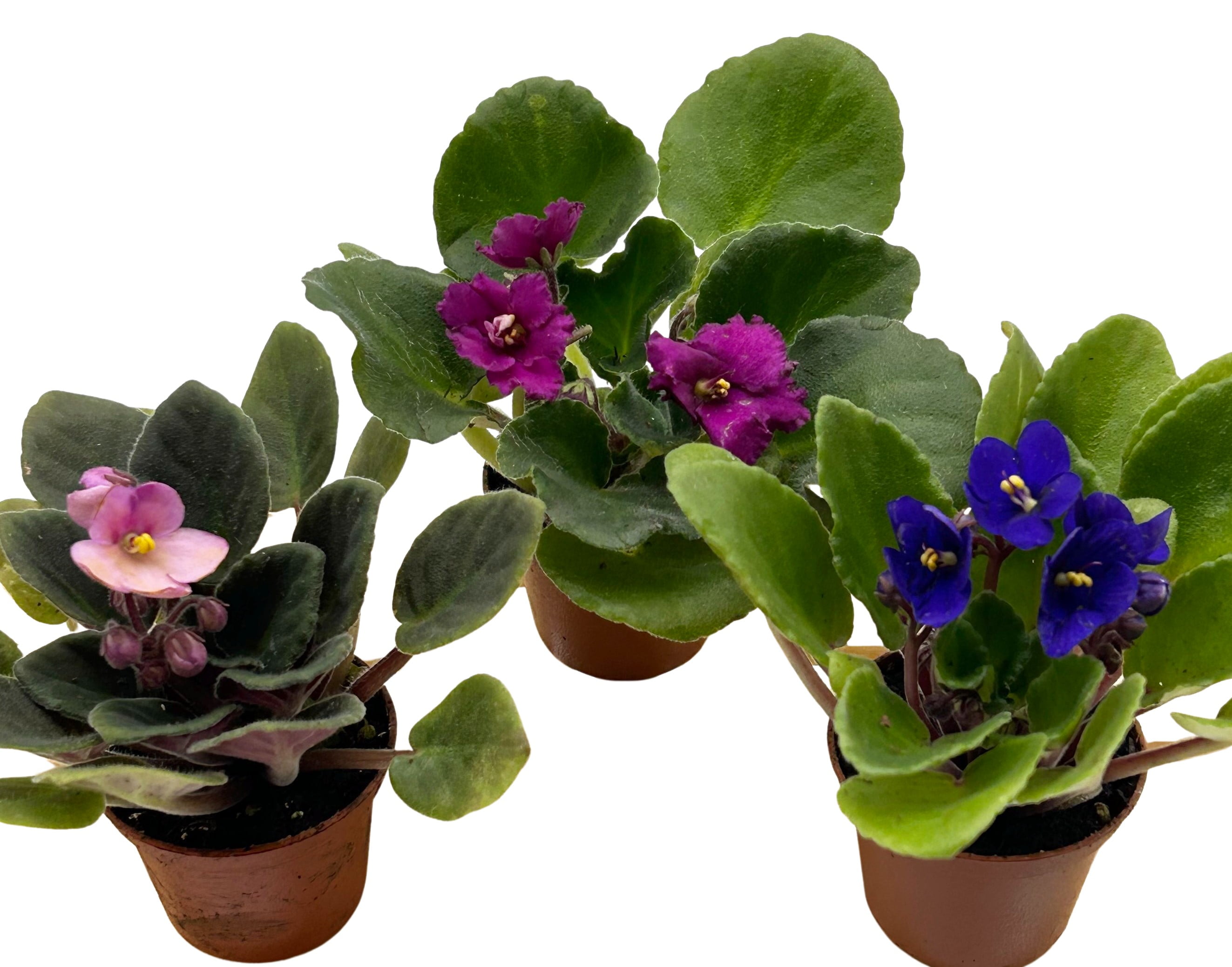 "Optimara Live Miniature African Violets Set, 3 Small Indoor Plants in ...