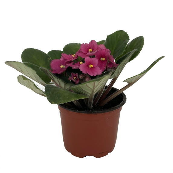 Optimara African Violet - 4" Pot - Best Blooming Violet in the World ...
