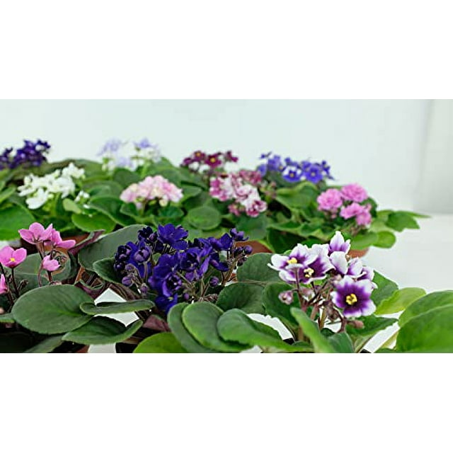 Optimara African Violet Variety Pack (4 Assorted Plants) (4" Pots ...