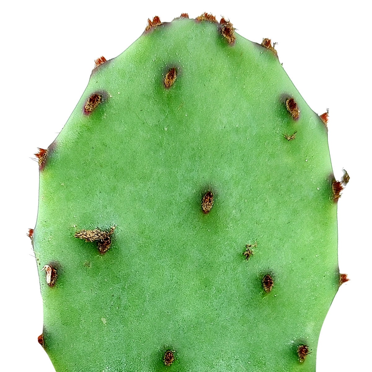 Opuntia Phaecantha Tulip Prickly Pear Cactus (2"+ Plastic Pot) - Live ...