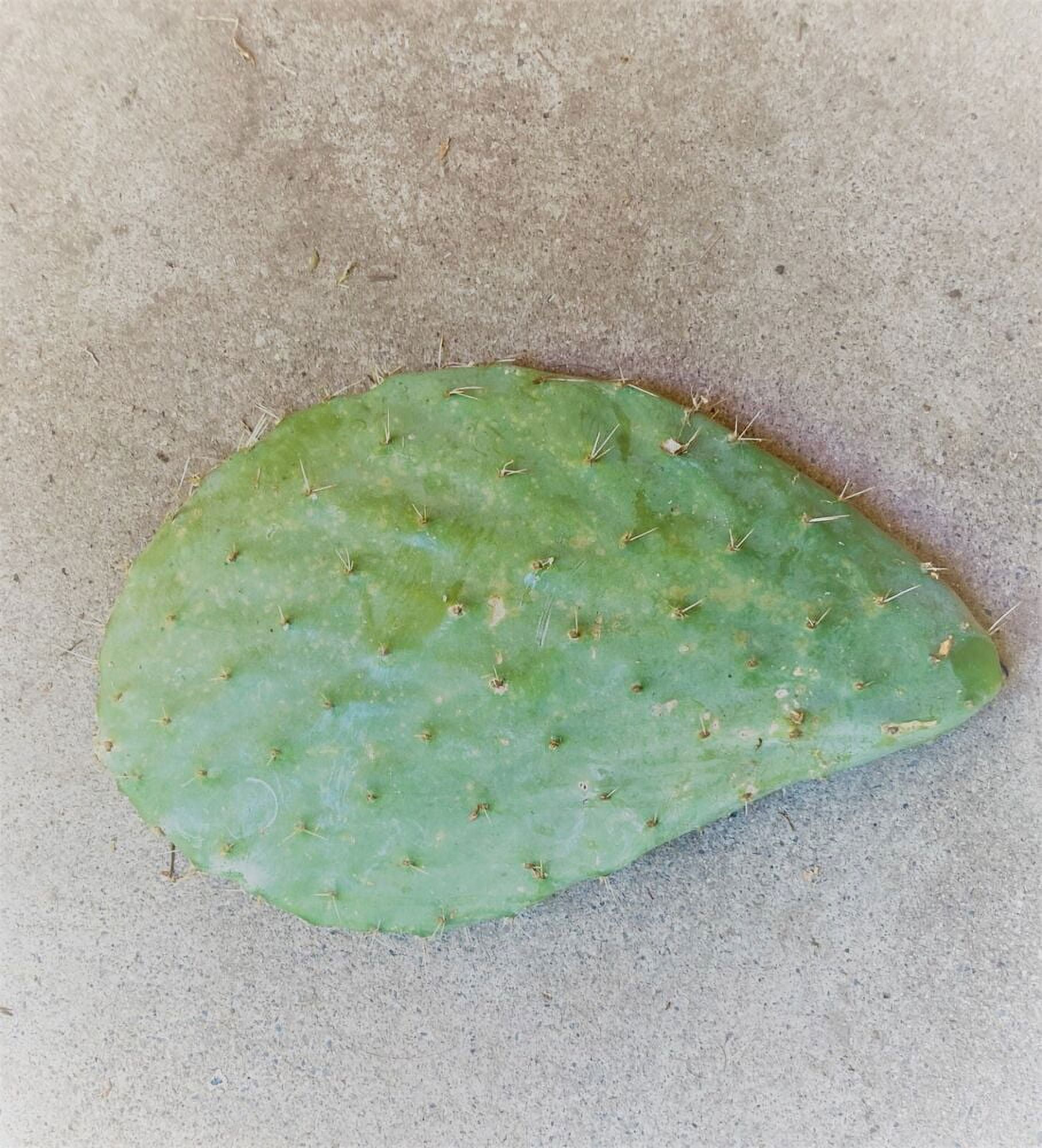 Opuntia Xoconostle, Opuntia Matudae Pad (Cutting) ready to be planted ...