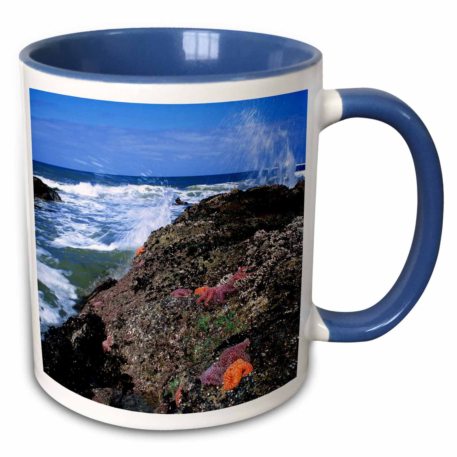 3drose, Or, Nepture Sp Cape Perpetua Starfish Marine Life - Us38 ...