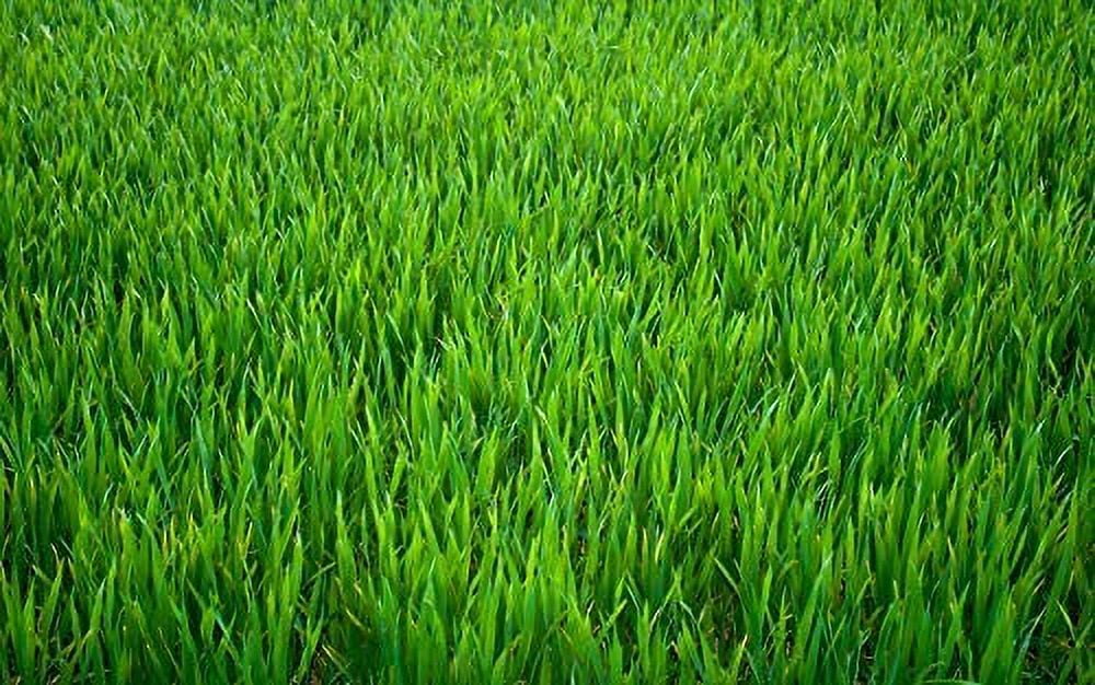 OrOlam Canada Grass Green Lawn Grow Mix Seed Bag, Withstands Severe ...