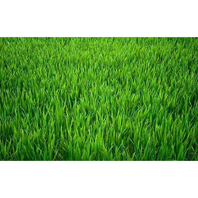 OrOlam Canada Grass Green Lawn Grow Mix Seed Bag, Withstands Severe ...