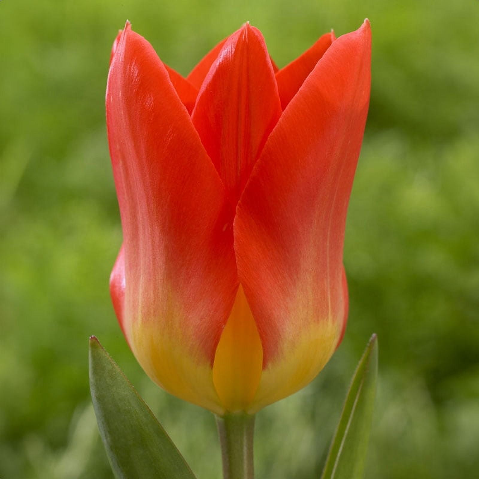 Oracle Fosteriana Tulip Flower Bulbs - 10 Bulbs per Pack - Good as Cut ...