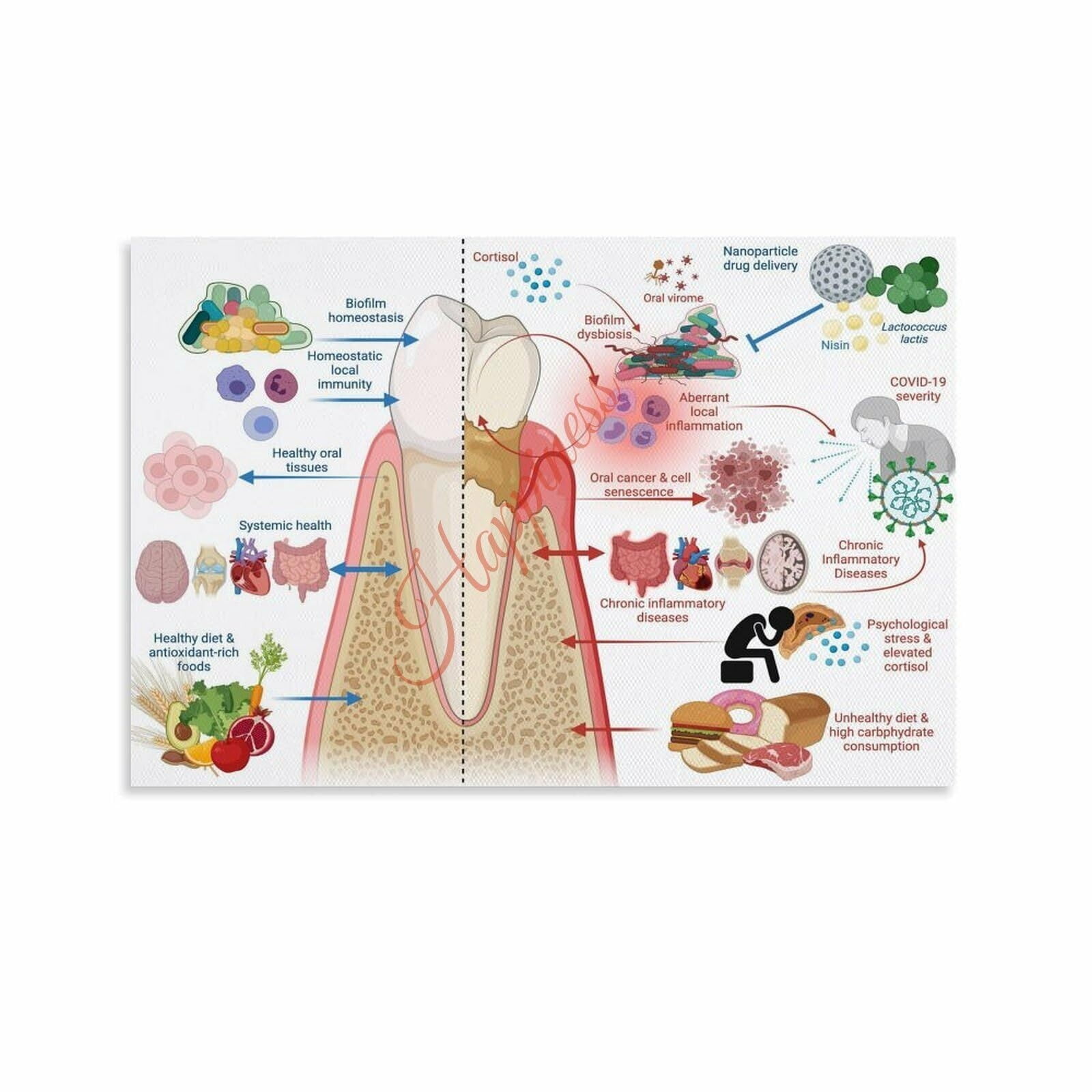 Oral Health And Systemic Health Balance Poster Dental Health Wall Art ...