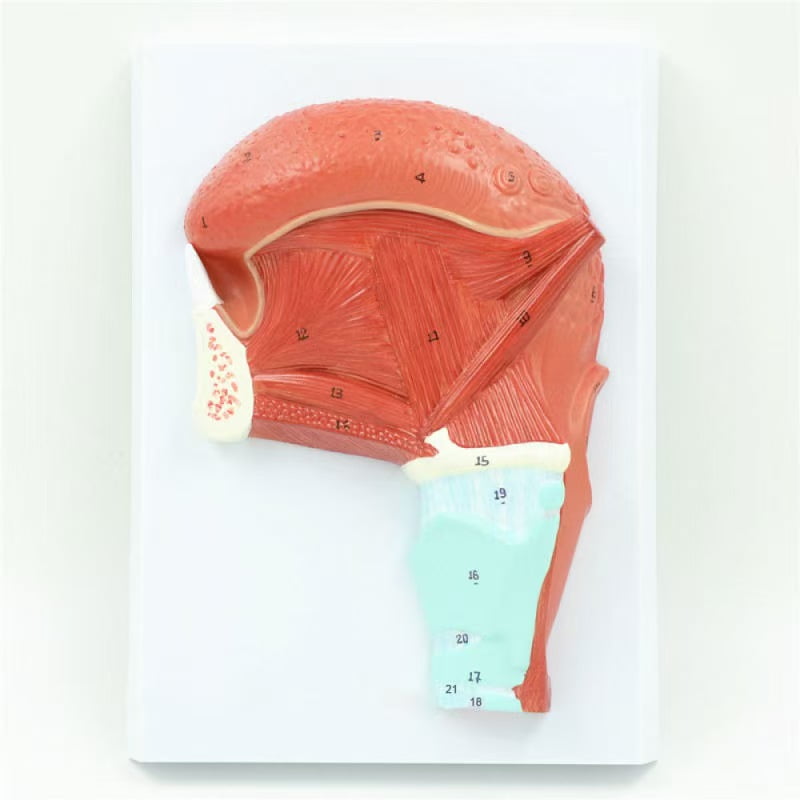 Oral Muscle Tongue Human Anatomy Model Medical Model Human Oral Gland ...