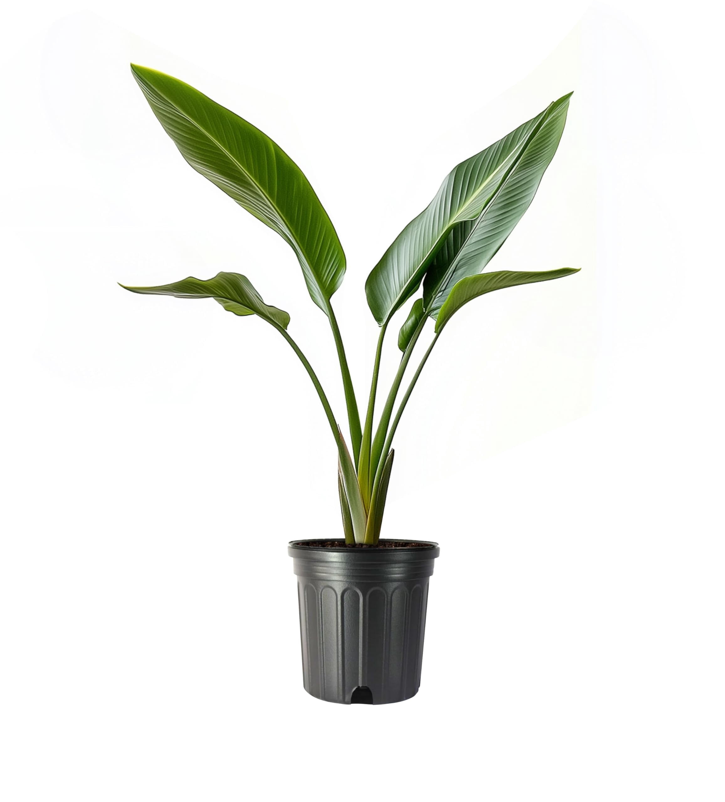 Orange Bird of Paradise | 3 Large Gallon Size Pots | Strelitzia Reginae ...