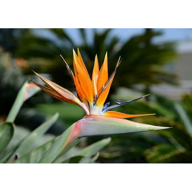 Orange Bird of Paradise - Live Plant in a 3 Gallon Pot - Strelitzia Reginae - Rare and Stunning ...