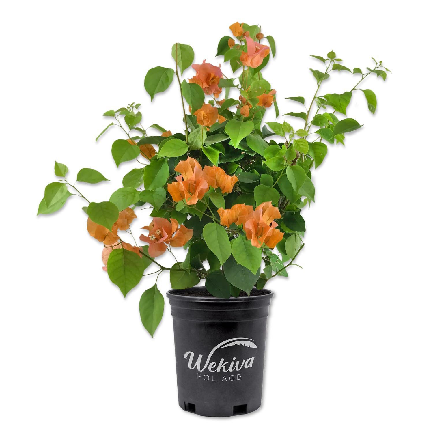 Orange Bougainvillea - Live Plant in a 6 Inch Pot - Bougainvillea ...