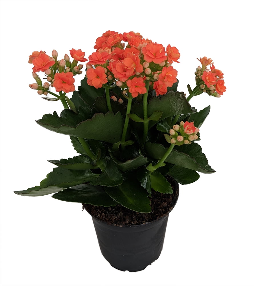 Orange Calandiva - 4" Pot - In Bud and Bloom - Double Orange Blooms ...