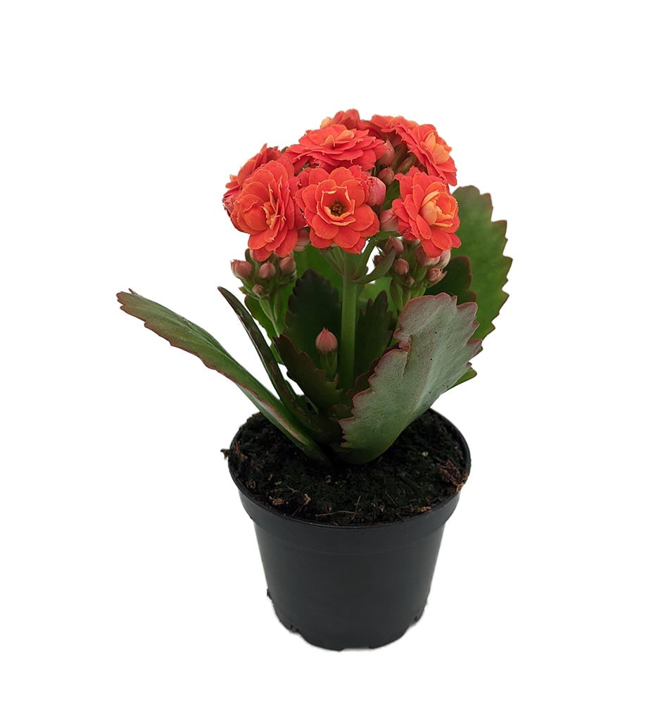 Orange Calandiva Plant - 2.5" Pot - Kalanchoe - Vivid Double Orange ...