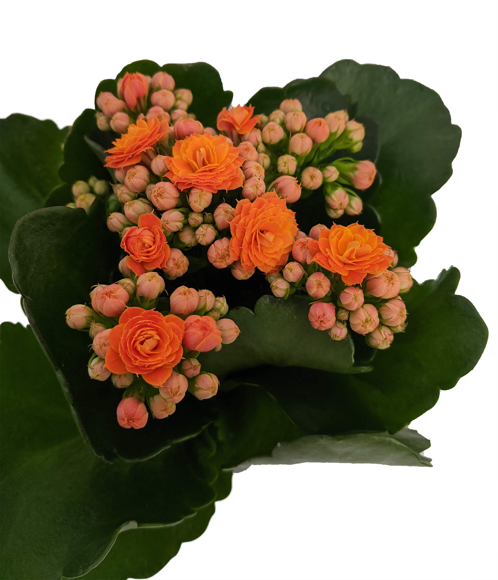 Orange Calandiva Plant - 4" Pot - Kalanchoe - Vivid Double Orange ...