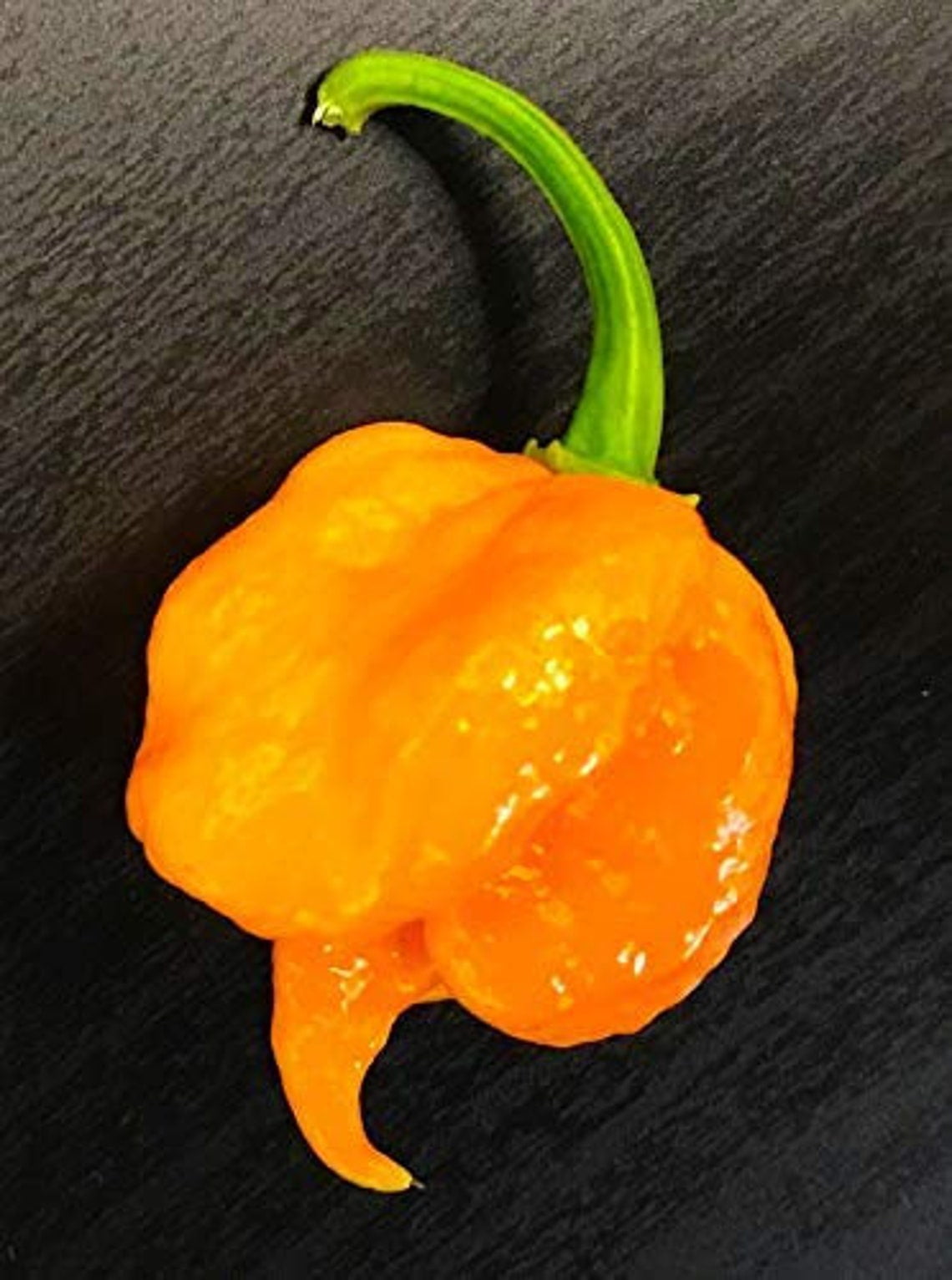 Orange Carolina Reaper HP22B Pepper Premium Seeds Packet - Record ...