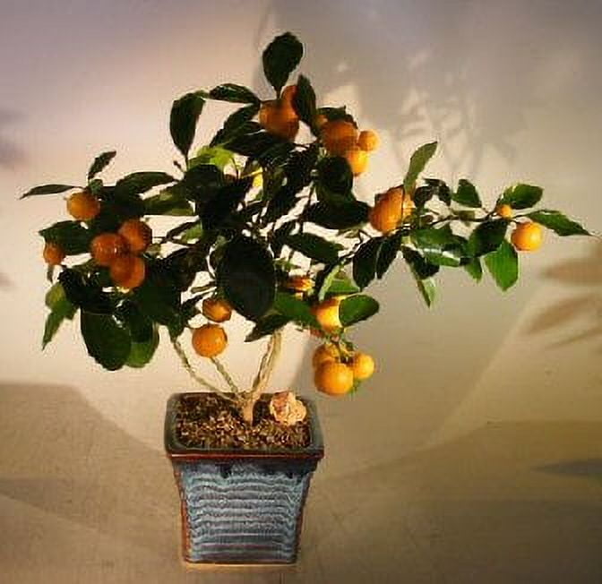 Orange Citrus Bonsai Tree ("Calamondin") Plus free Humidity Tray ...