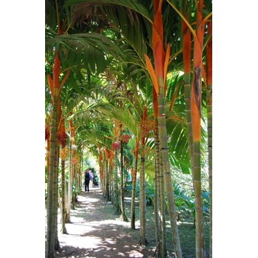 Maroon Crownshaft Palm Tree - 3 Live Plants in 4 Inch Growers Pots ...