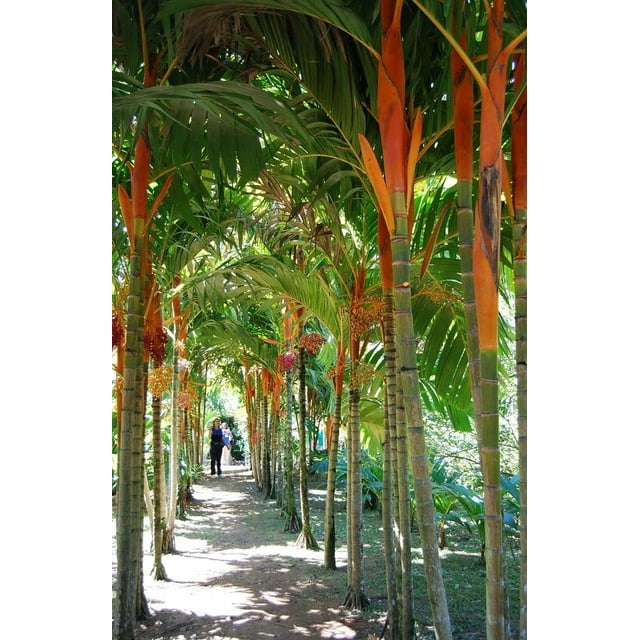 Orange Crownshaft Palm Tree - Live Plant in a 4 Inch Pot - Areca ...