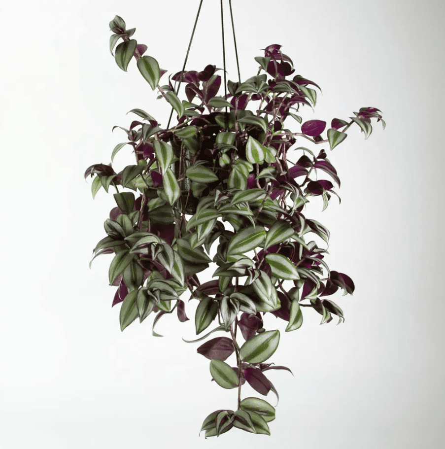 Orange Easter Cactus Flowering Plant, Spring Easter Cactus, Live Indoor ...