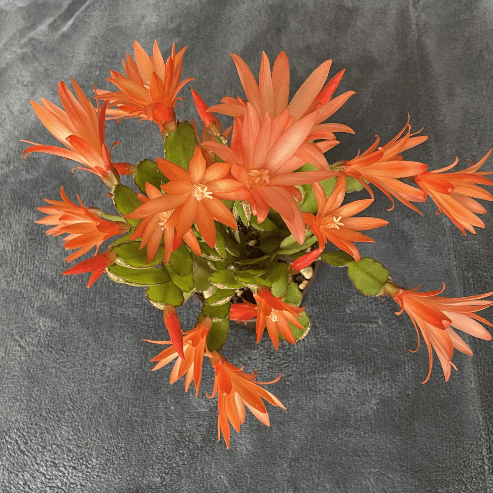 Orange Easter Cactus Plant, Spring Cactus Houseplant 2 Inch Pot ...