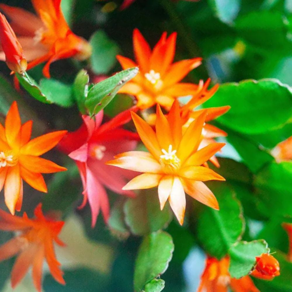 Orange Easter Cactus Plants Live for Indoor Gardening, Easter Cactus ...