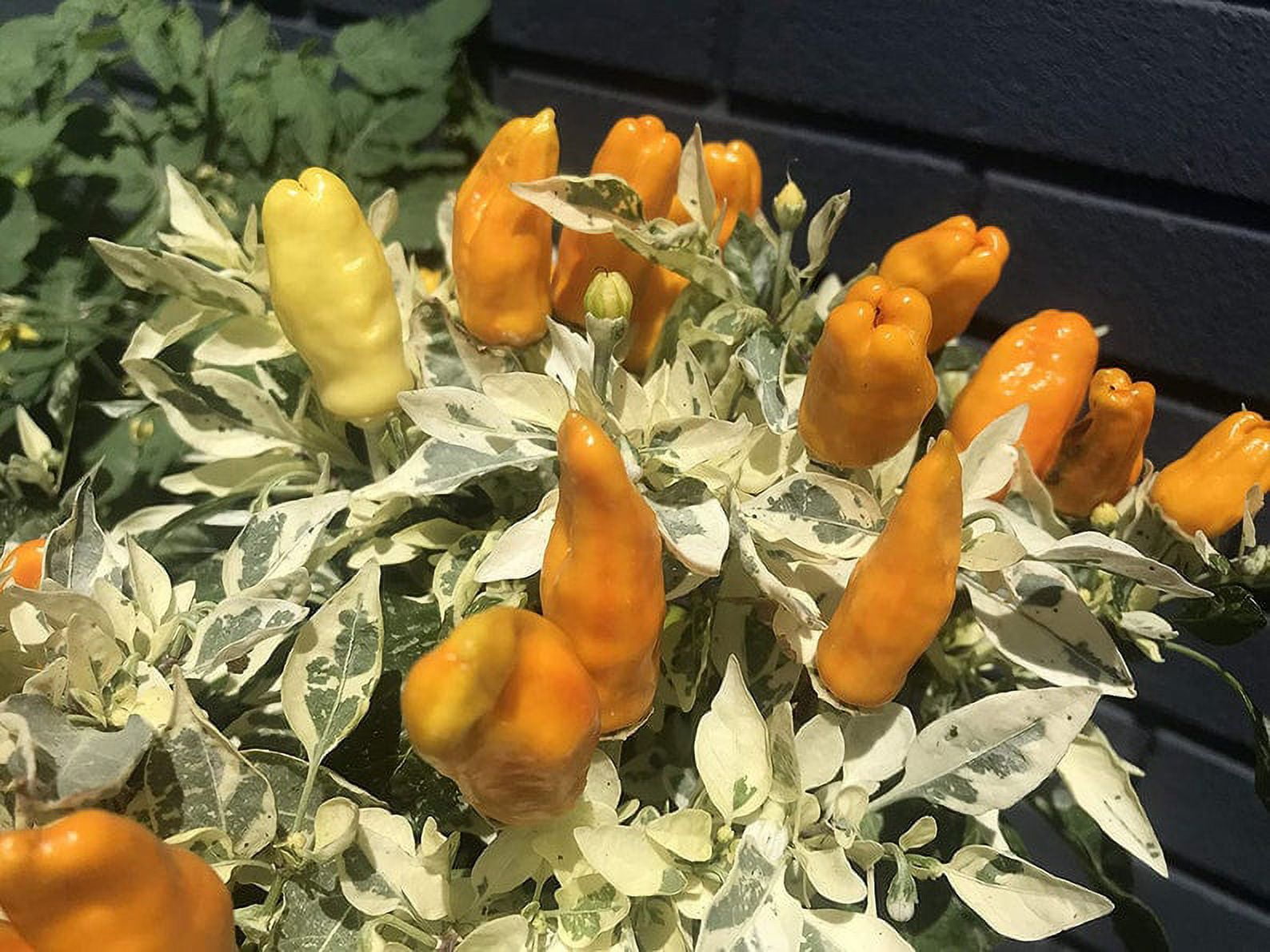 Orange Fish Pepperoncini Bonchi Bonsai Pepper Premium Seeds Packet ...