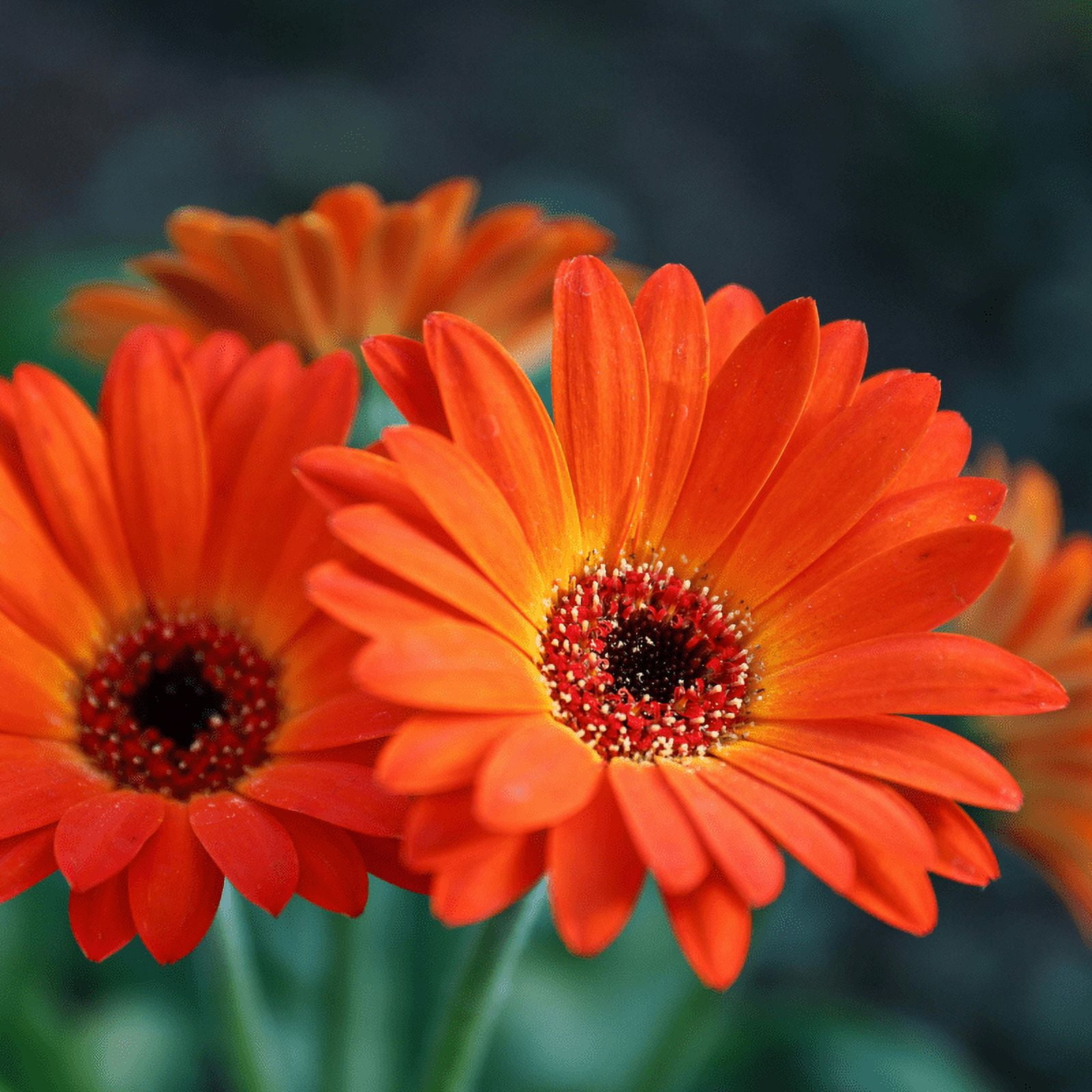 Orange Gerbera Plants, Live Gerbera Daisy Plant, 3 to 6 Inch Tall ...