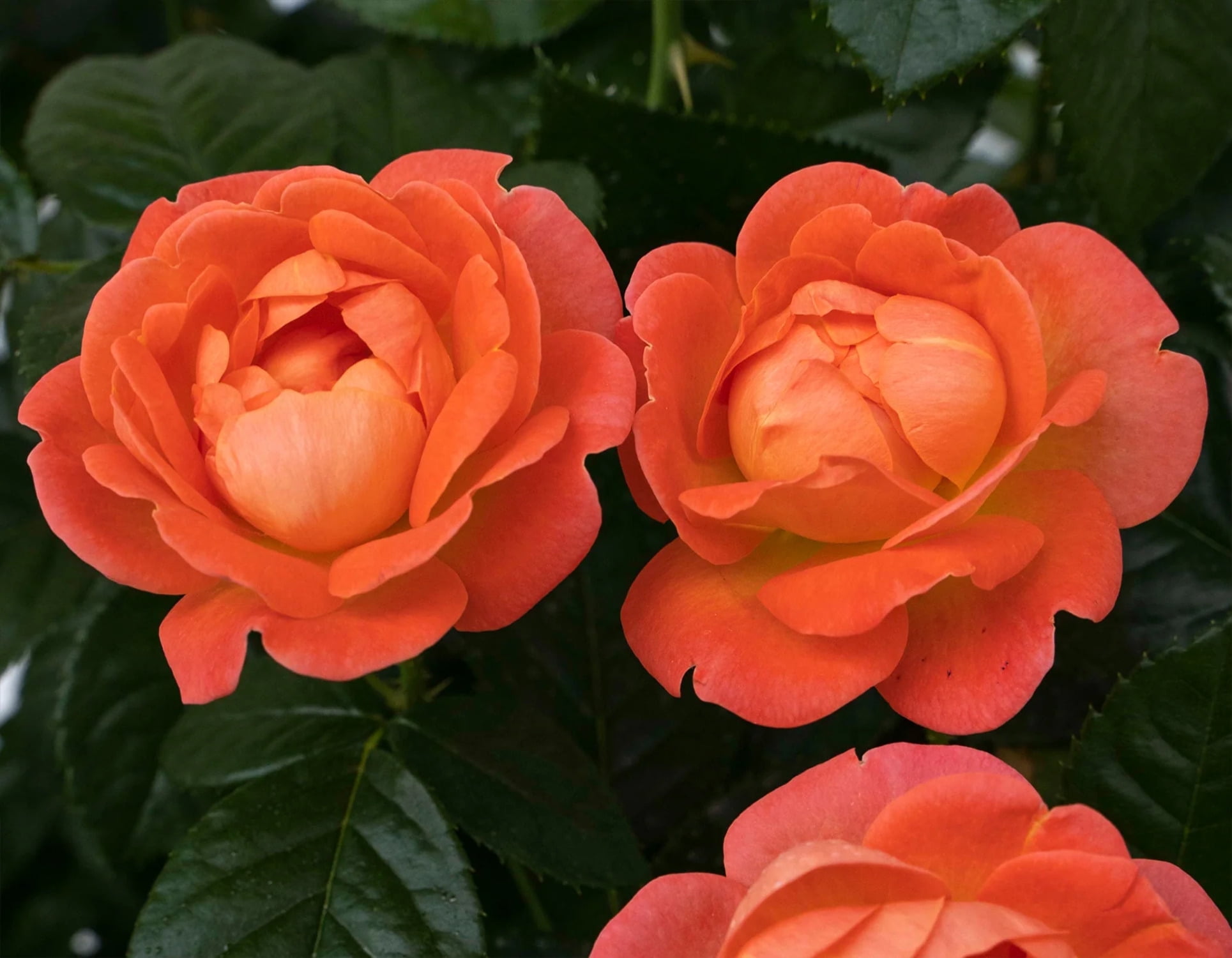 Orange Glow™ Knock Out® Rose - Walmart.com