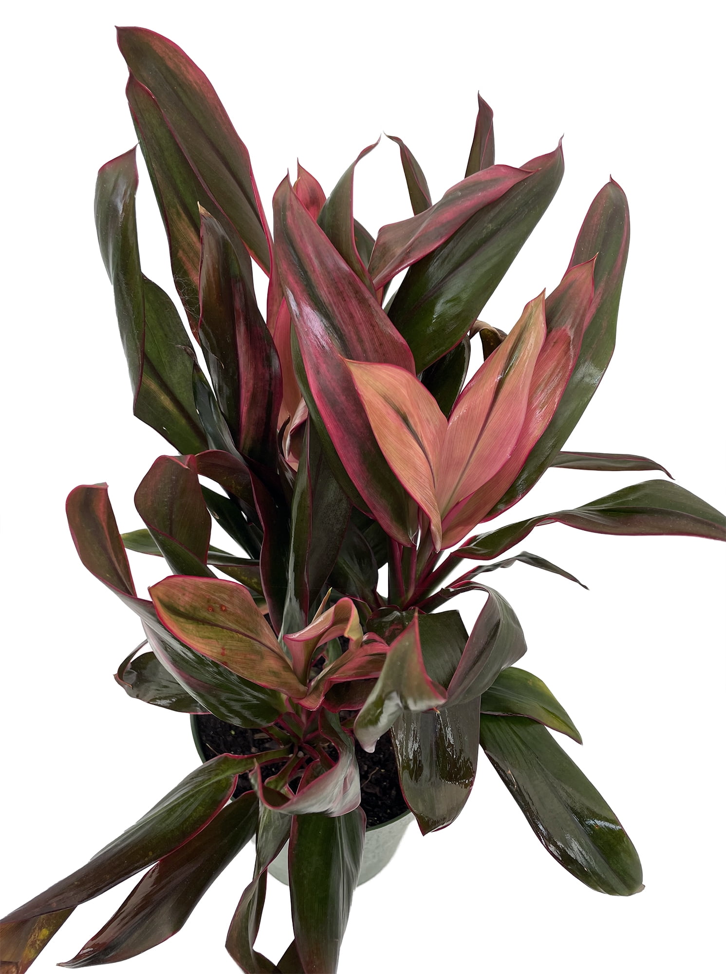 Orange Hawaiian Ti Plant - Cordyline - 6" Pot - Dwarf/Compact - Walmart.com