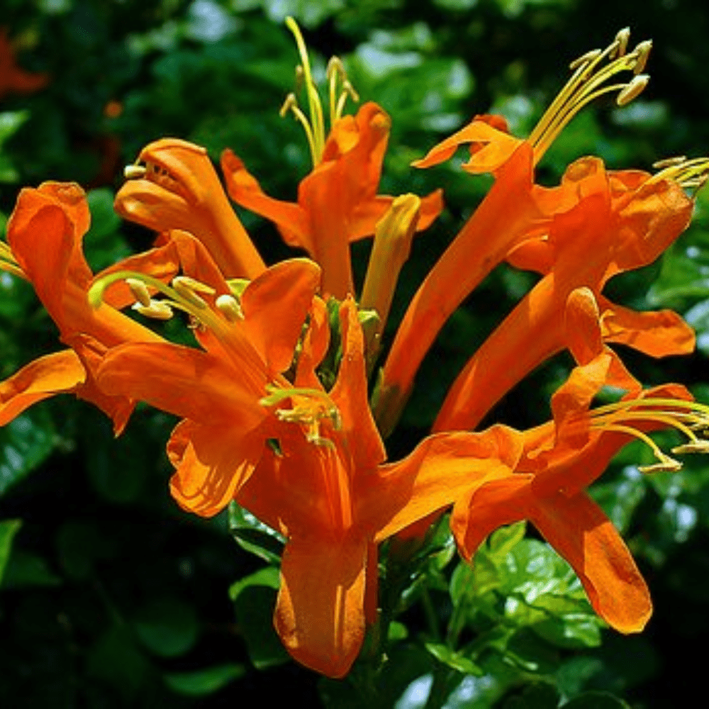 Orange Honeysuckle Live Plant, Perennial Honeysuckle Bush for Planting ...