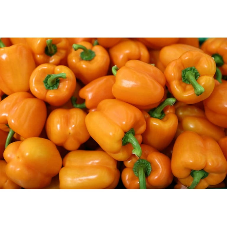 Orange King Bell Pepper