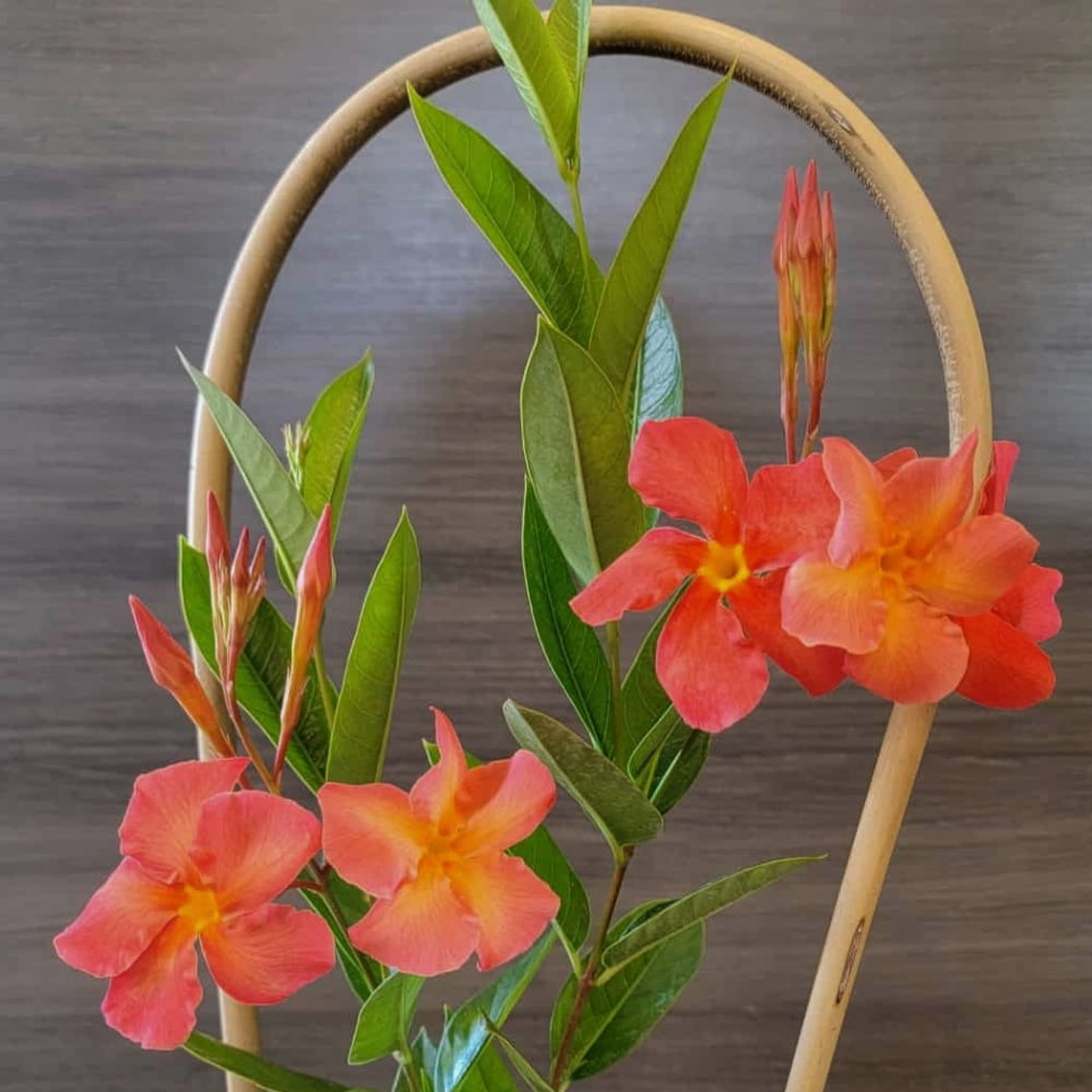 Orange Mandevilla Vine Plant, Outdoor Plant for Gardens and Patios ...