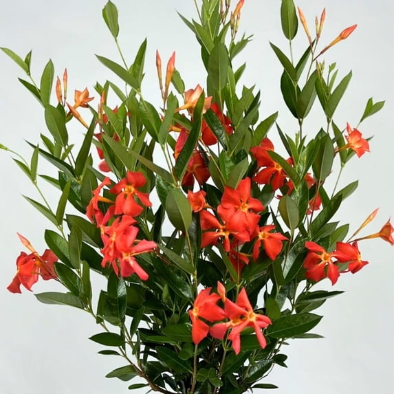 Orange Mandevilla Vine Plant for Outdoor Planting, Mandevilla Live ...